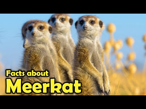 What is a Meerkat? - Fascinating Facts about Meerkats!