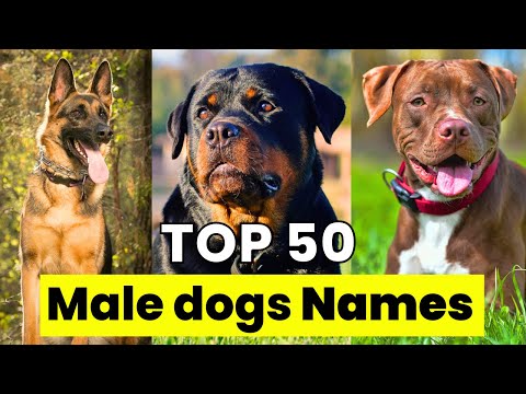 Male Dogs Names | Top 50 Male Dogs Names | Unique Male Dogs Names