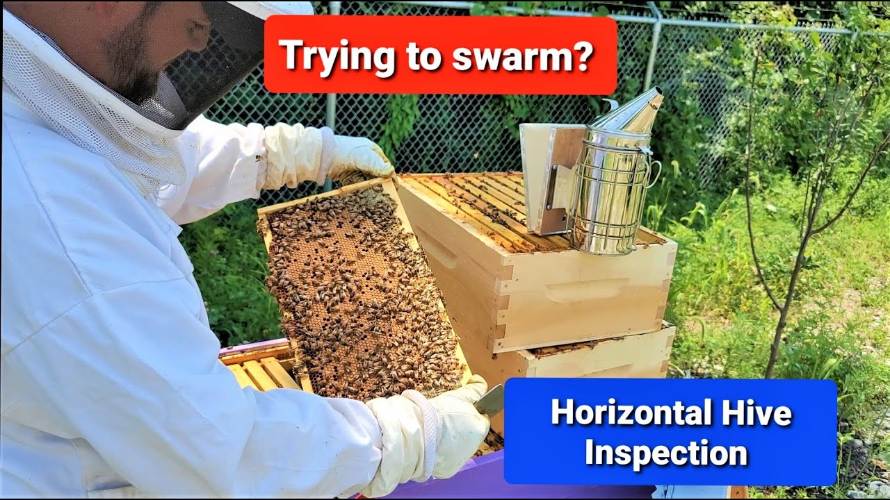Long Horizontal Hive Inspection