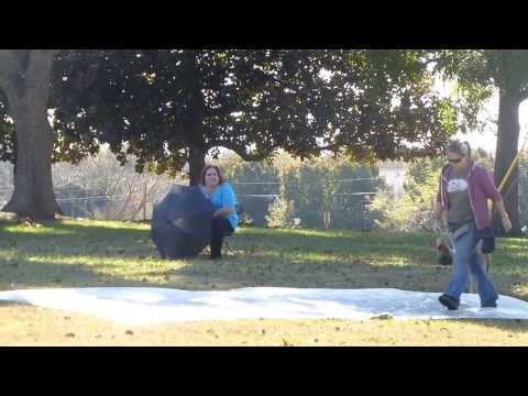 Boerboel passing her ATTS test (Temperament Test)