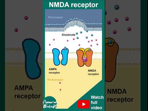 NMDA receptors | ionotropic receptors | NMDA receptor and memory | 1 minute neuroscience | USMLE