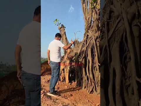 Translocated Porvorim Banyan Tree Is Doing Well: Daniel D'Souza