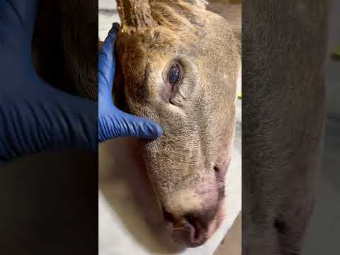 How a taxidermist measures your deer for a shoulder mount. #deermount #taxidermy #deerprocessing