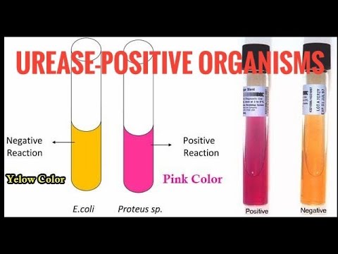 Urease-positive organisms