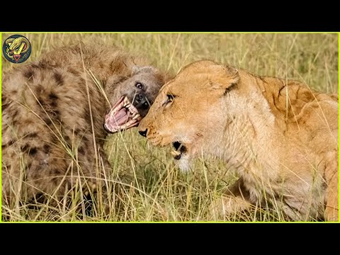 Lion vs Hyena The Deadliest Encounters Caught on Camera | Animal Fighting