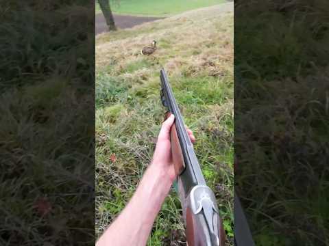 Hare hunting goes wrong, how did I miss That?