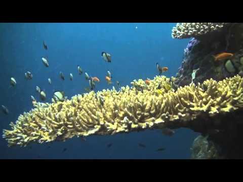 eReefs: Providing water quality information for the Great Barrier Reef (30 seconds)