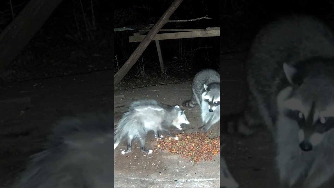Little Opossum is tough!!! #animal #nature #opossum