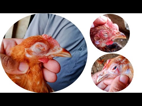 Eye Diseases In Chickens And Their Treatment - Rich- Farmer