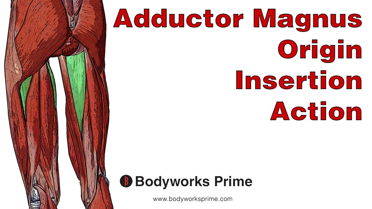 Adductor Magnus Anatomy: Origin, Insertion & Action