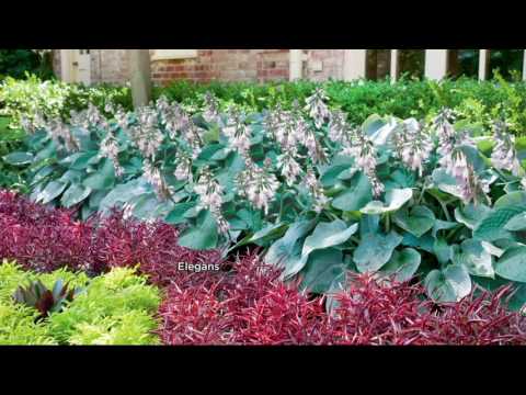 Roberta's 6-piece Large Leafed Hosta Collection on QVC