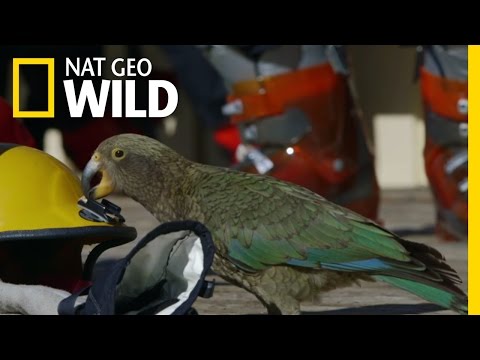 A Very Curious Parrot | Wild New Zealand