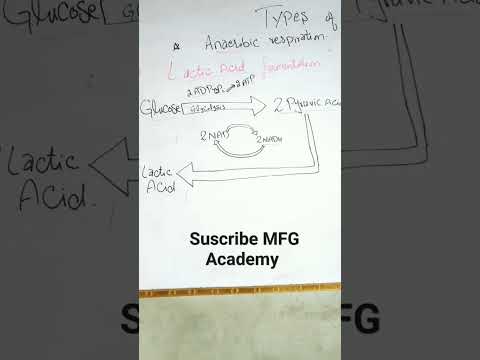 what is lactic acid fermentation?