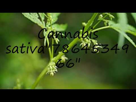How to pronounce Cannabis sativa"7864534966" in Spanish?