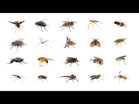 𪰠Types Of Flies | Learn Types Of Flies In English Language | Flies ðª°