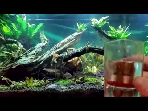 A way to feed shy bottom fish. My African Tank.