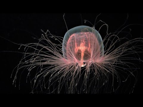 Top 5 weirdest animals you won't believe exist on Earth / 5 Oddest looking animals on Earth