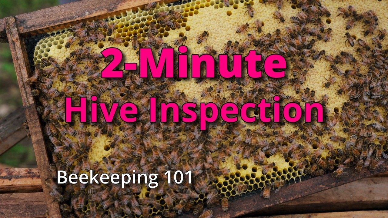 🐝 Beginner Beekeepers Make This Hive Inspection Mistake