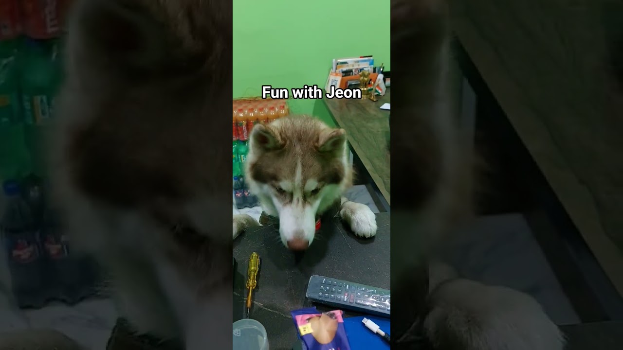 Fun with jeon #funny #dog #doglove #viral #shorts #ytshorts