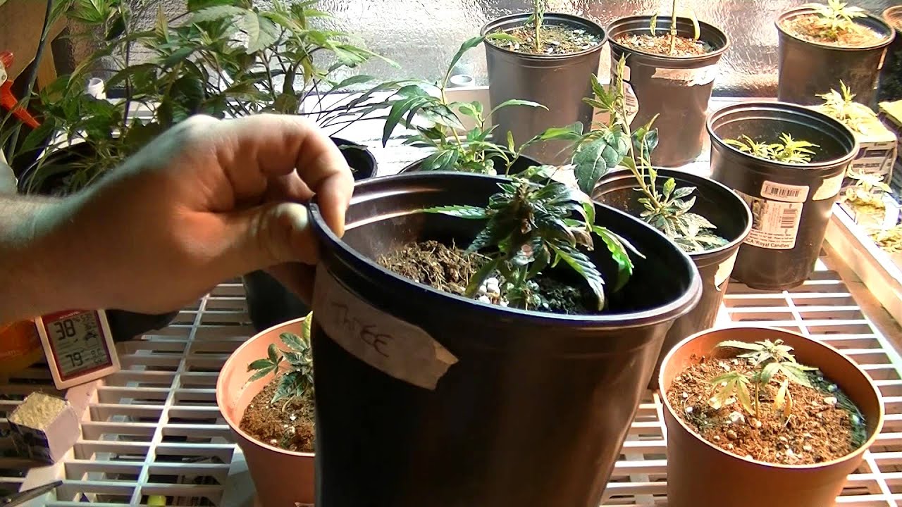 Clones taken from a plant in late flower.