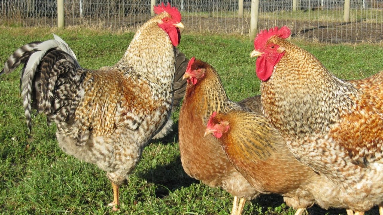 Bielefelder Chickens | Large Dual Purpose Birds