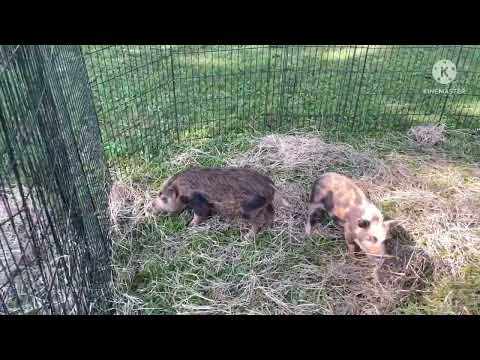 Mobile Petting Farm - Live Setup