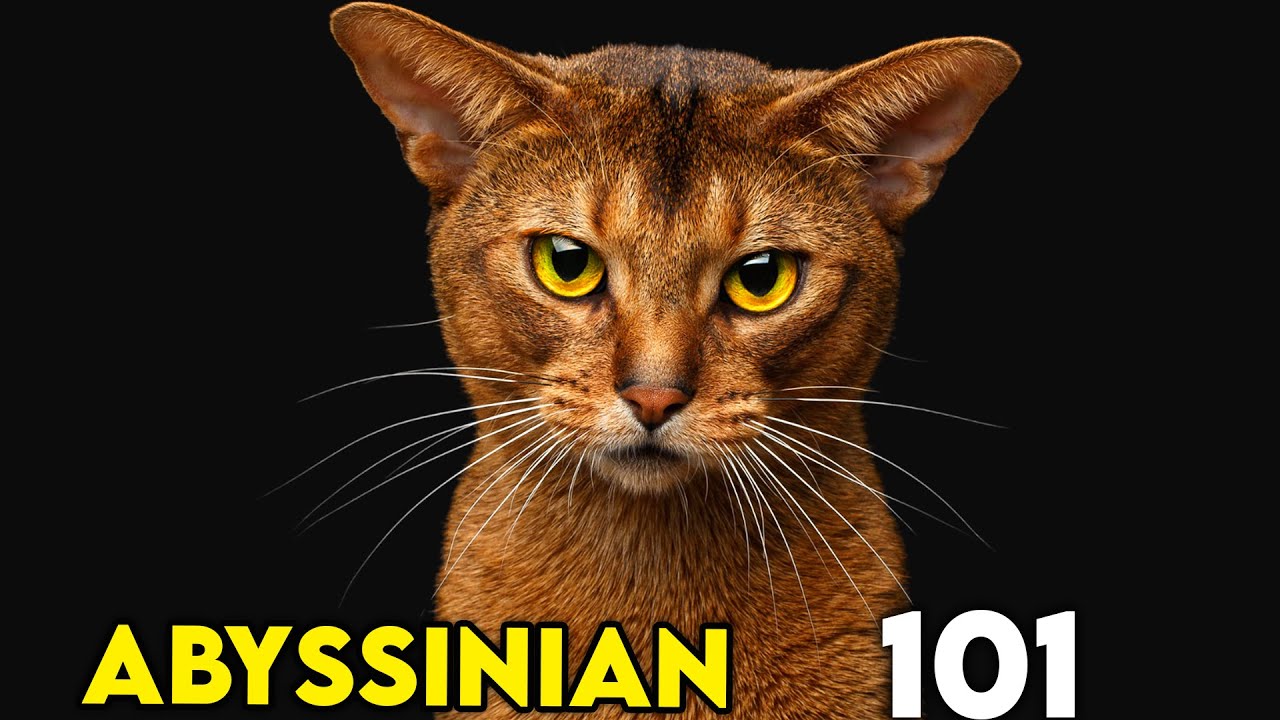 Abyssinian Cat 101 - EVERYTHING You Need To Know