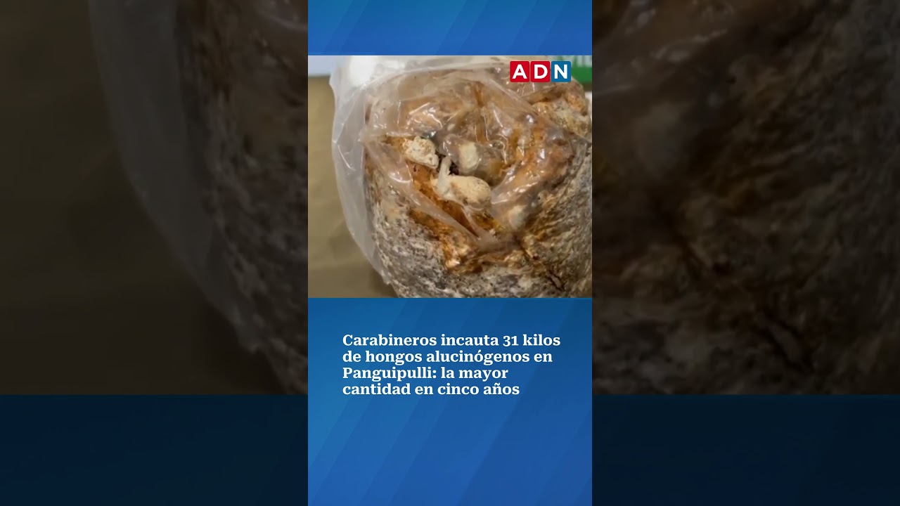 Carabineros incauta la mayor cantidad de hongos alucinógenos de los últimos cinco años
