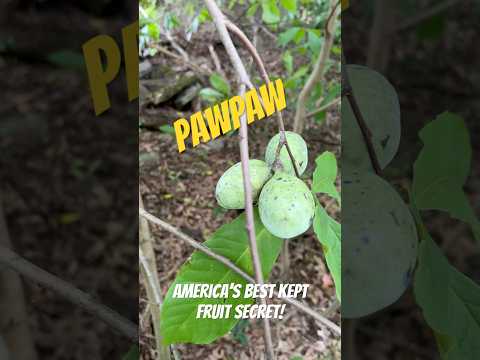 America’s Secret Fruit: The Pawpaw You NEED to Try Before It’s Gone! #nature #foraging #fall #pawpaw