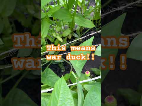 Finding duck eggs in my flower