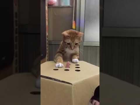 Game with cat gif funny gif #gif #meme #fail #compilation