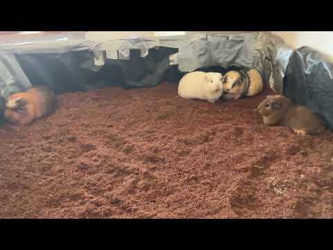 🐹 Guinea pigs waiting patiently for their clean home to be decorated