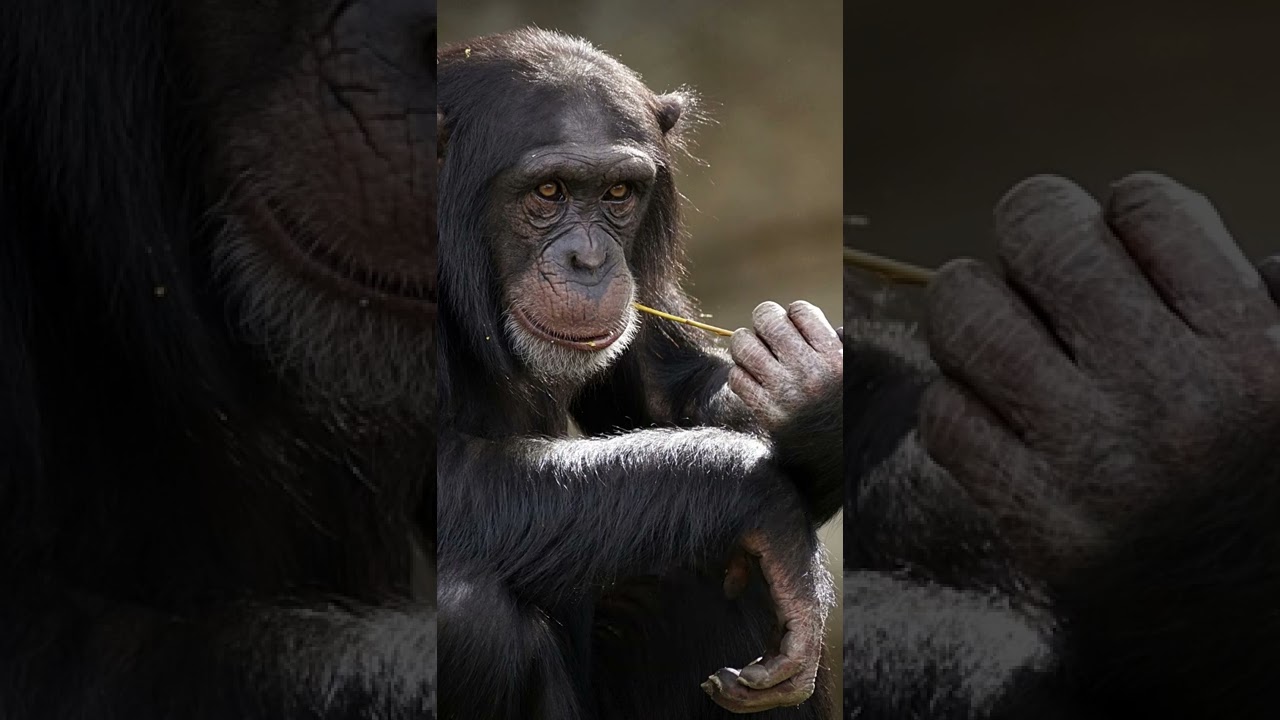How smart is a chimpanzee IQ