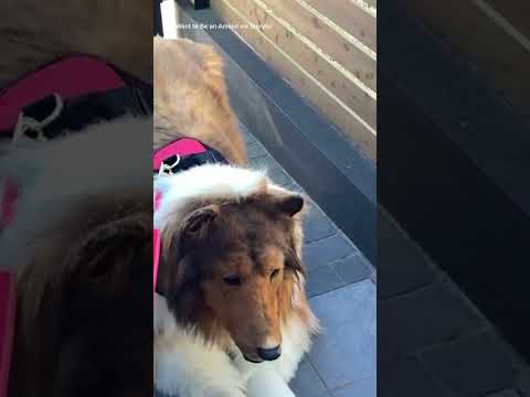 Man goes for walk wearing custom-made dog suit