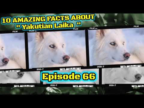 Top 10 amazing facts about Yakutian Laika.