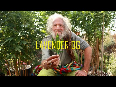 Lavender OG
