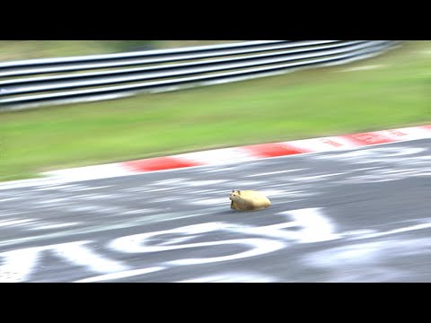 Steam Community :: Video :: FOKIN CAT at Nordschleife (Download link)