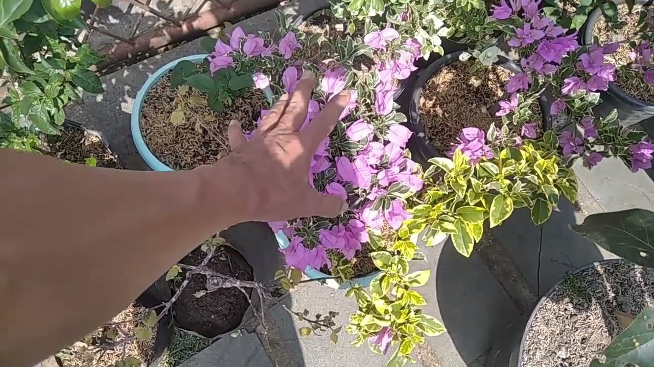 Harga bunga kertas di Bougenville Florist