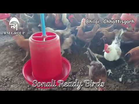 Country Chicken - Wholesale Price & Mandi Rate for Desi Chicken