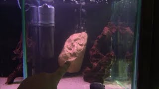 HOW TO: DIY Aquarium Filter (internal filtration) - The DIY Aquarium