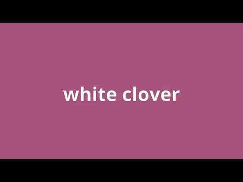 what is the meaning of white clover.