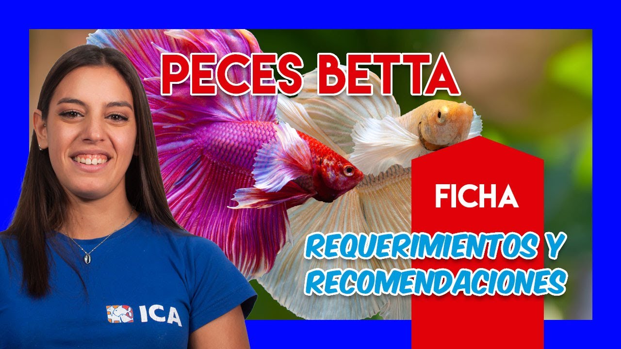 PEZ BETTA🐟 - Guía y cuidados - VÍDEO FICHA