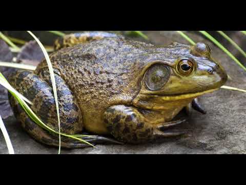 Ohio Frog Calls ID Quiz