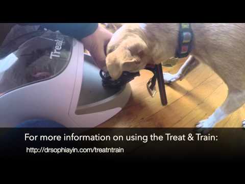 Jumpstart your muzzle training with technology: The Treat & Train | The ...