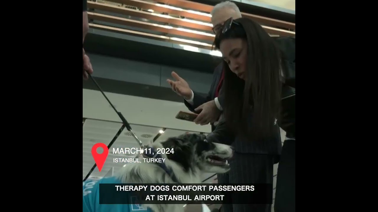 Cats Now Russia's Most Popular Pet in 2025... | Gaya One