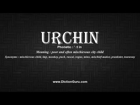 How to Pronounce urchin with Meaning, Phonetic, Synonyms and Sentence Examples