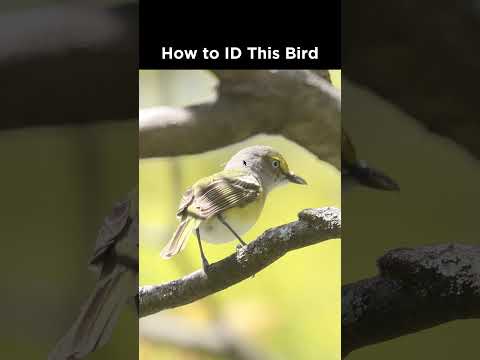 Can you identify this songbird?