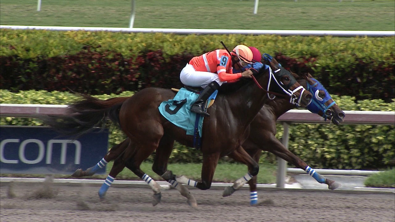 Gulfstream Park Replay Show | January 15, 2017