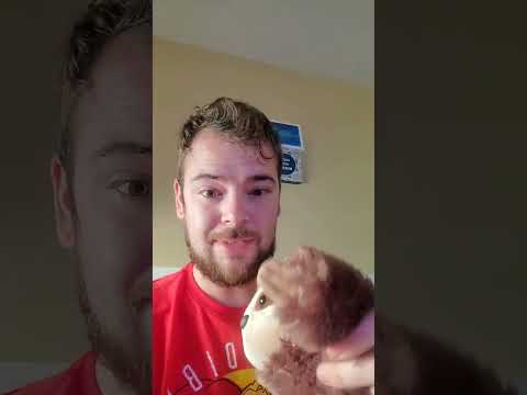 Check out my new sloth stuffed animal! #shorts