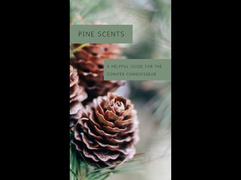 Pine Guide 🌲